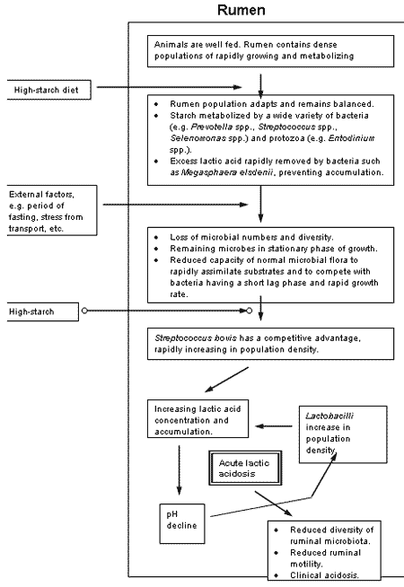Acidosis in High-Producing Ruminants – Myth or Menace? - Engormix
