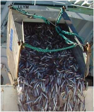 The use of acid-based preservatives as storage control for fish, offal ...