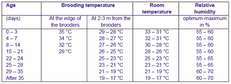 Good brooding conditions for the best starting of the chicks - Engormix