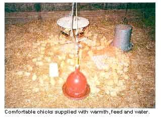 Brooding Temperatures for Poultry Flocks | Engormix