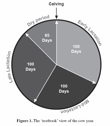 Recreating dairy cow management | Engormix