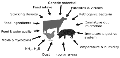 How Far Can We Go in Improving Animal Performance? - Engormix