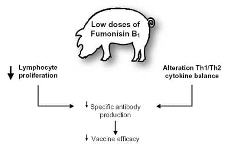 Effect of Mycotoxins in Swine - Engormix