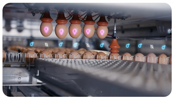 Genus Focus for in-ovo sexing installation at Dorum LOHMANN’s Hatchery ...