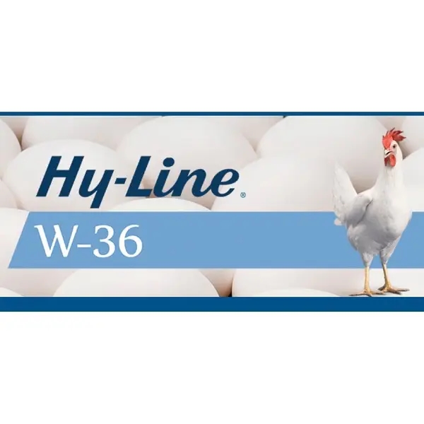 Hy-Line W-36 white egg laying hen