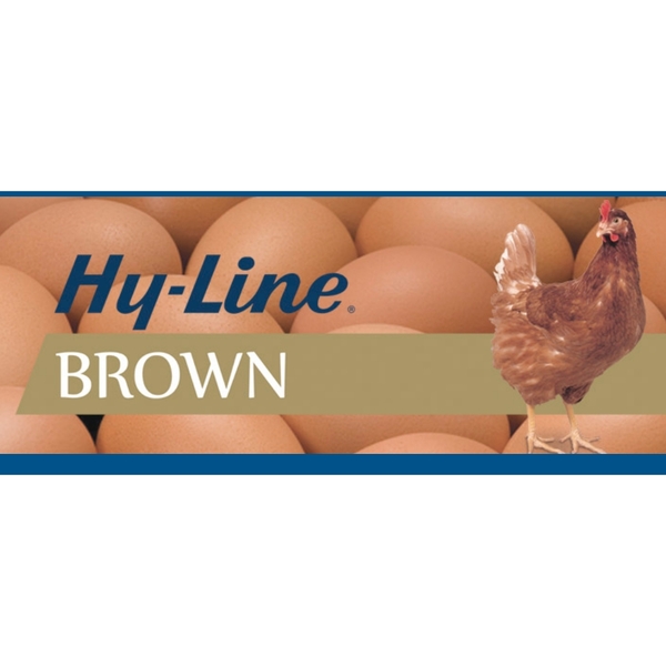 Hy-Line Brown Laying Hen produce brown eggs