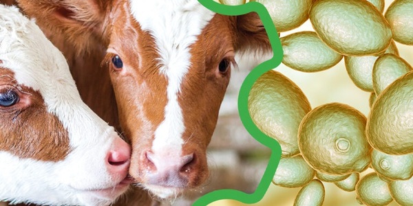 Progut® Extra - New generation yeast for ruminant applications