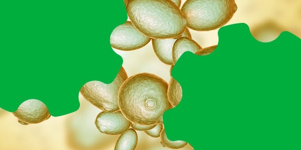 Progut® Extra - New generation yeast for ruminant applications