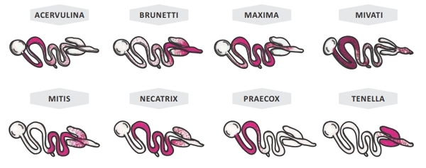 BIOCOCCIN Natural Coccidiostat for poultry