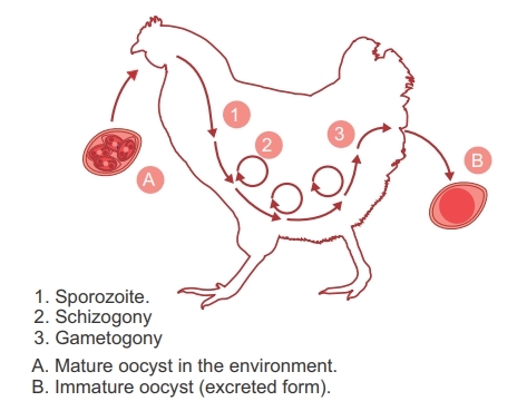 BIOCOCCIN Natural Coccidiostat for poultry
