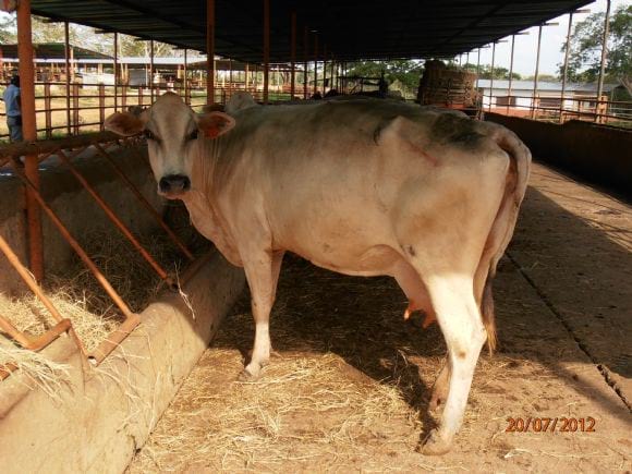 vaca raza Carora | Engormix