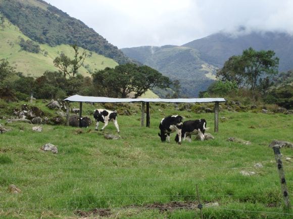 se venden vacas, novillas, mautas y becerras Holstein puras | Engormix