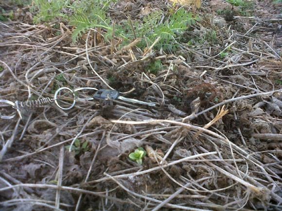 Ensayo Preemergente | Engormix