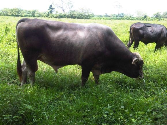 RAZA ZUIZO | Engormix