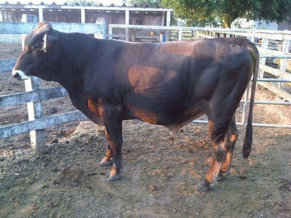 TORO ZUIZO | Engormix