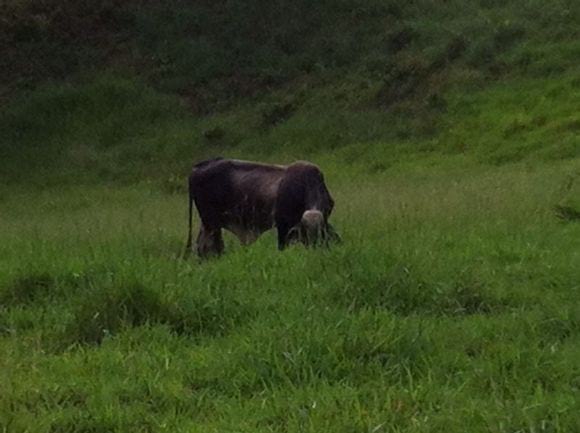 TORO SUIZBU | Engormix