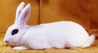 Dwarf Hotot | Engormix