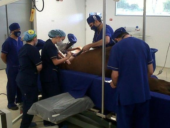 recoleccion de semen de caballos | Engormix