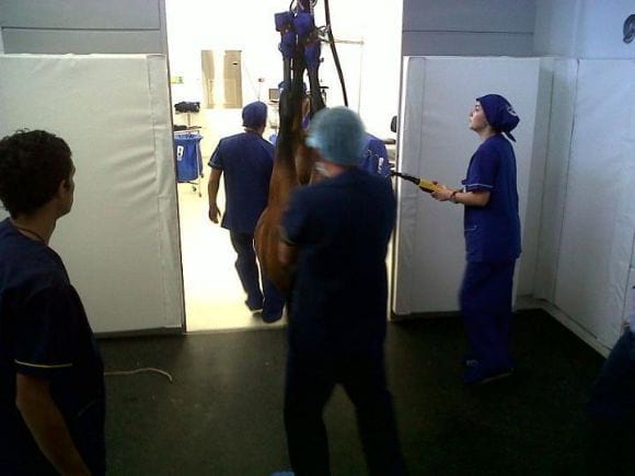 recoleccion de semen de caballos | Engormix