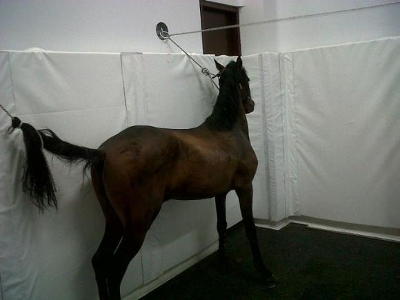 recoleccion de semen de caballos | Engormix