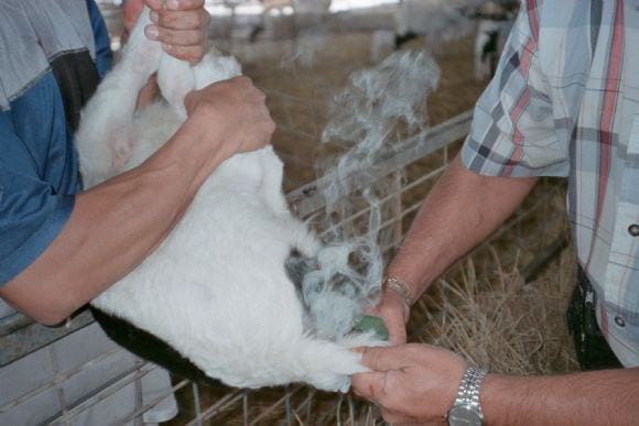 descole de cria hembra | Engormix