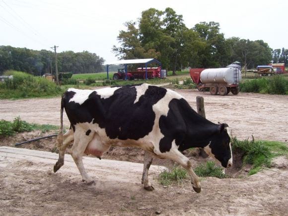 Evolución de vaca devasada | Engormix