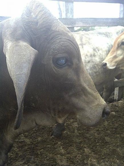 Ternero con nube blanca en los ojos | Engormix