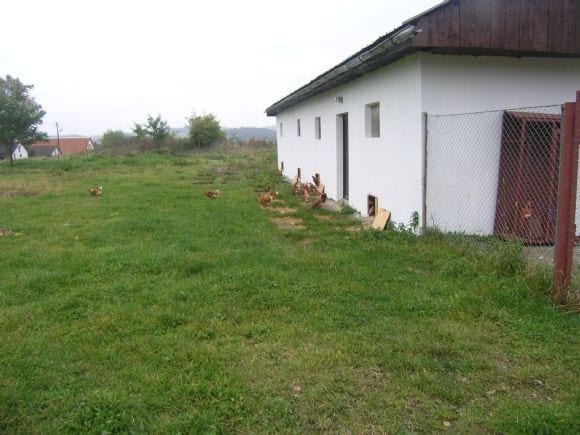 Prima micro ferma in sistem free range din Romania | Engormix