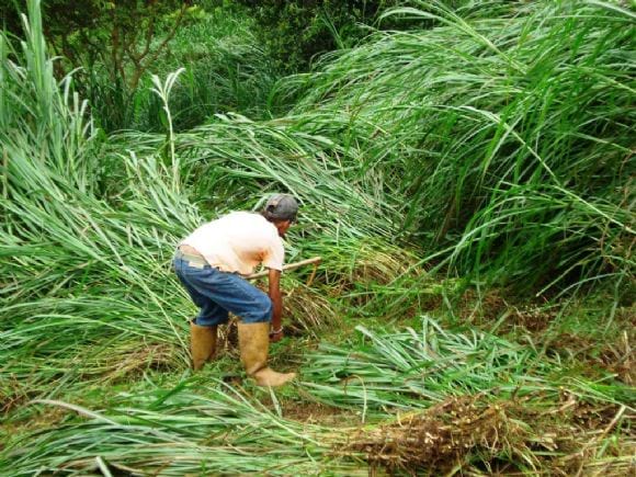 El pasto maralfalfa | Engormix