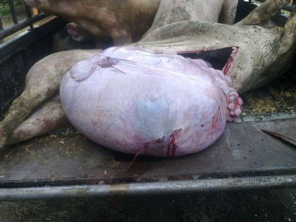 Salpingitis En Cerda Post Destete Engormix