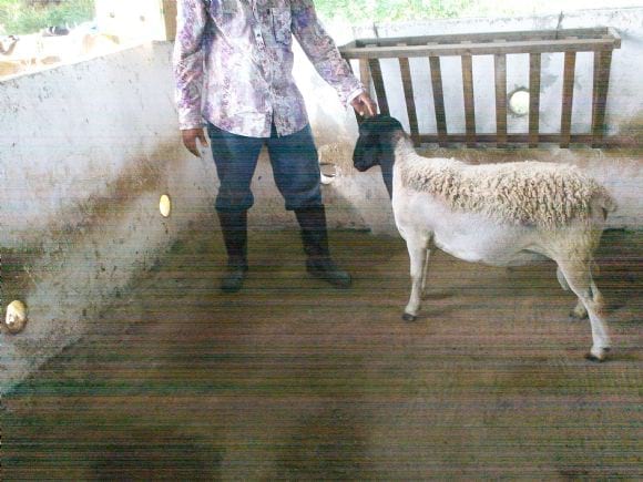 un dorper | Engormix