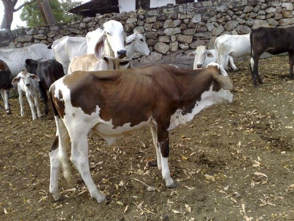 Ternero doble propósito, Holstein Rojo en vaca Brahman | Engormix