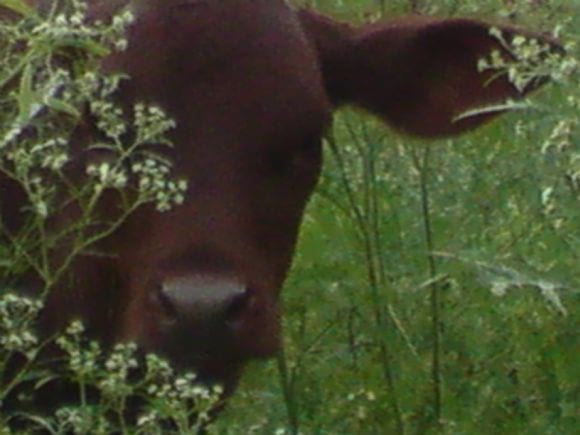 Ternero Beefmaster | Engormix