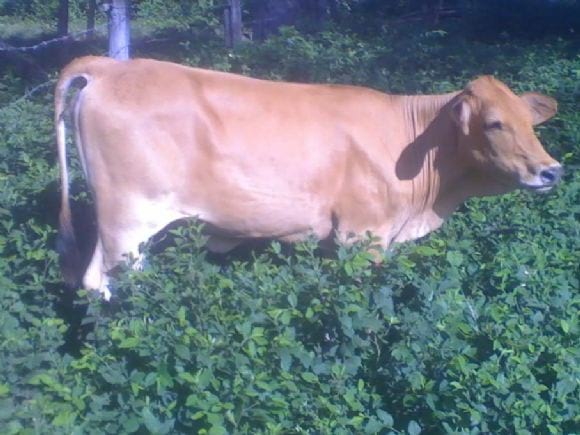 NOVILLA CARORA 14 MESES | Engormix