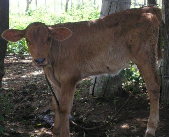 BECERRA F1 HOLSTEIN BRAHMAN | Engormix