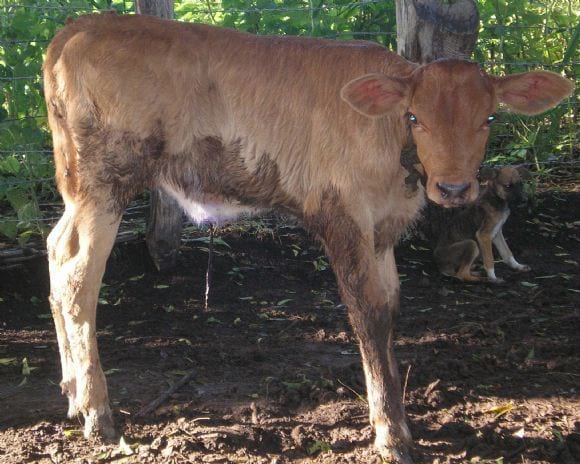 BECERRA F1 HOLSTEIN X BRAHMAN | Engormix