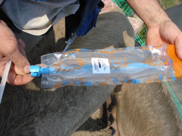 Una dosis de semen incorporada dentro del cateter | Engormix