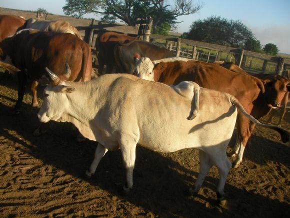 Malformacion en vaca | Engormix