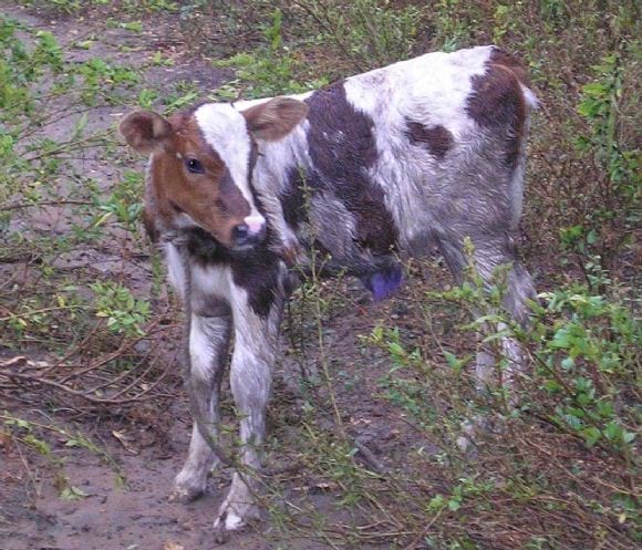 BECERRA F1 HOLSTEIN BRAHMAN | Engormix
