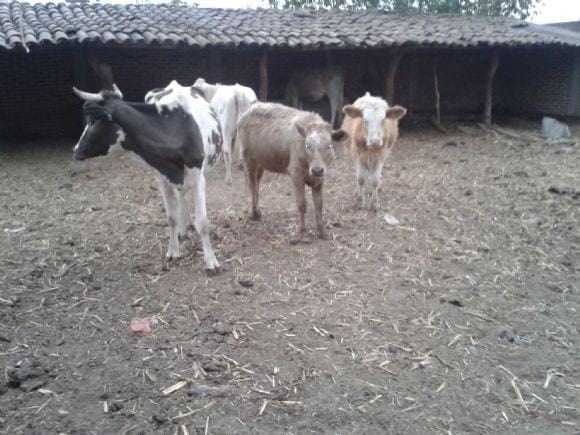 cada vez son mas | Engormix