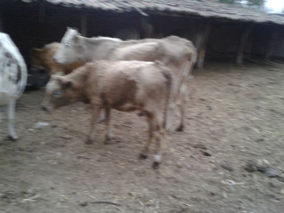 mas becerras | Engormix