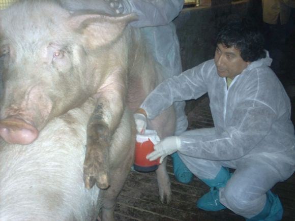 Sistema tradicional de recolección de semen | Engormix