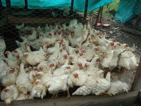 pollos de engorde | Engormix