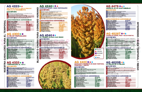 SORGOS DE GRANO | Engormix