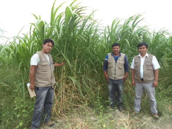 Parcela de Pasto Maralfalfa en el distrito de Morrope sector Huaca de ...