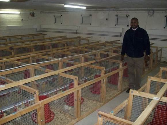 R&D broiler studies | Engormix