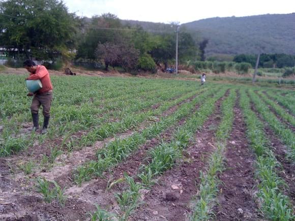 AGRO-SORGO | Engormix