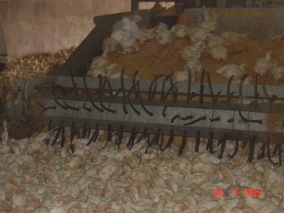 CATCHING BROILER CHICKENS FOR ABATTOIR | Engormix