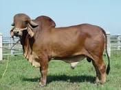 CALIDAD GYR | Engormix