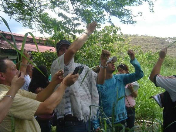 Efecto de la sombra sobre la dinamica de tejidos en C3 y C4 | Engormix